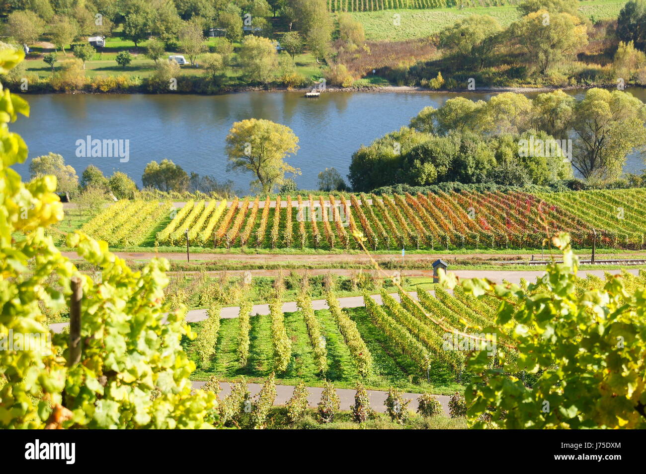 vineyard mosel vine grape vine grape-vine fall autumn coloured ...