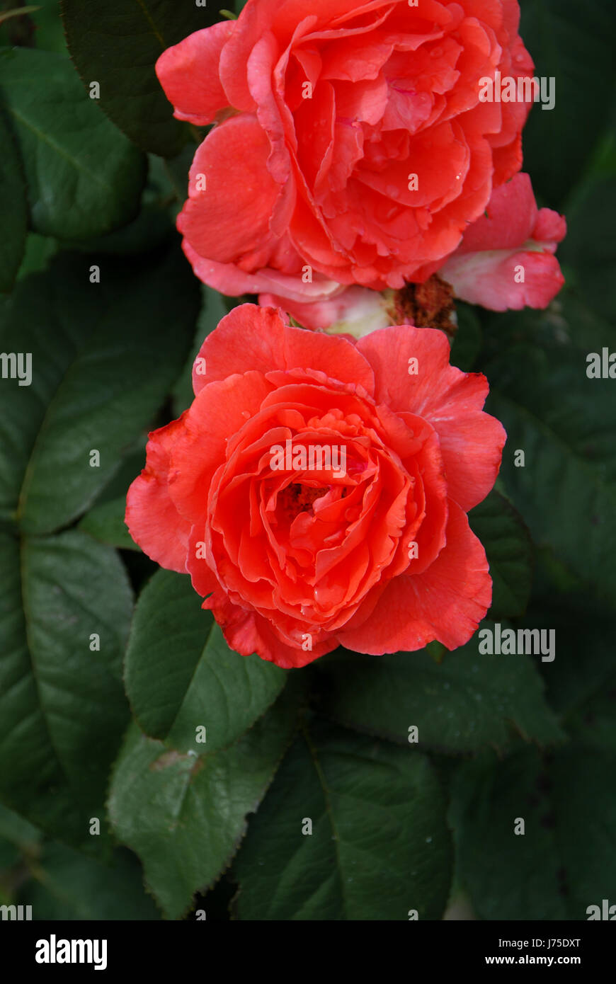 red white rose bush nostalgia Stock Photo - Alamy