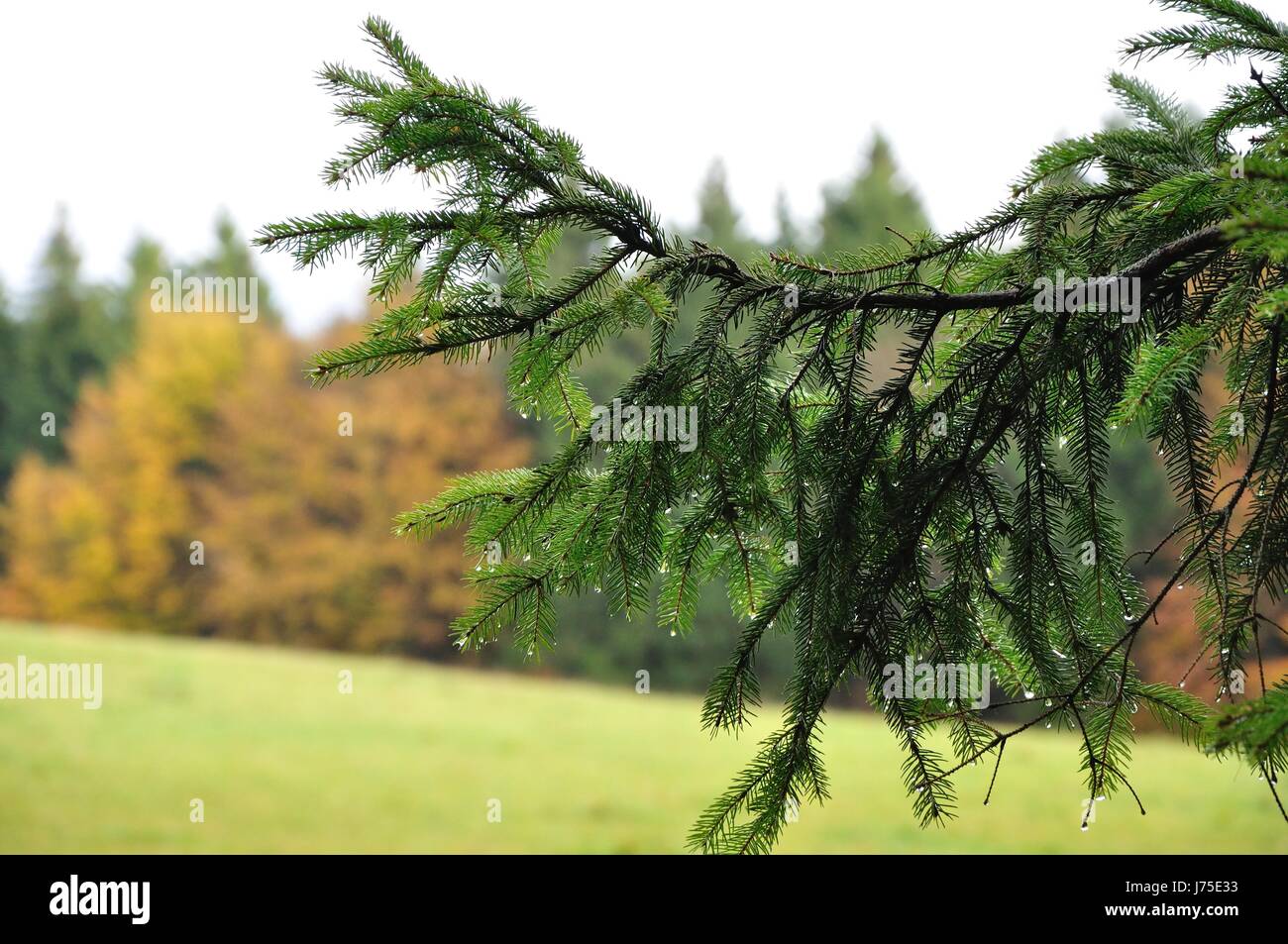 environment enviroment tree green conifer forest water nature drop drip ...
