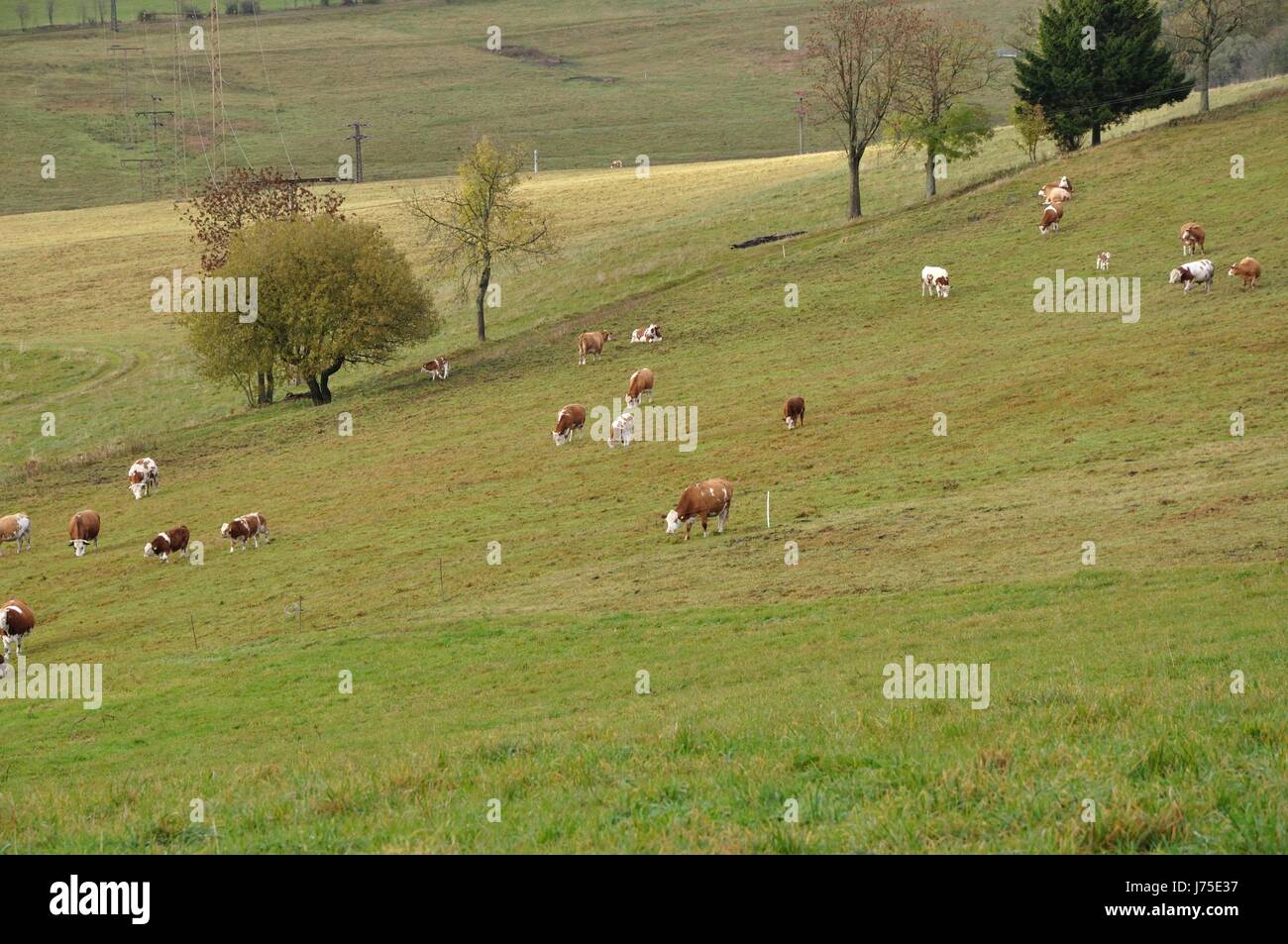 animal agriculture farming cow livestock farm animal meadow scenery ...