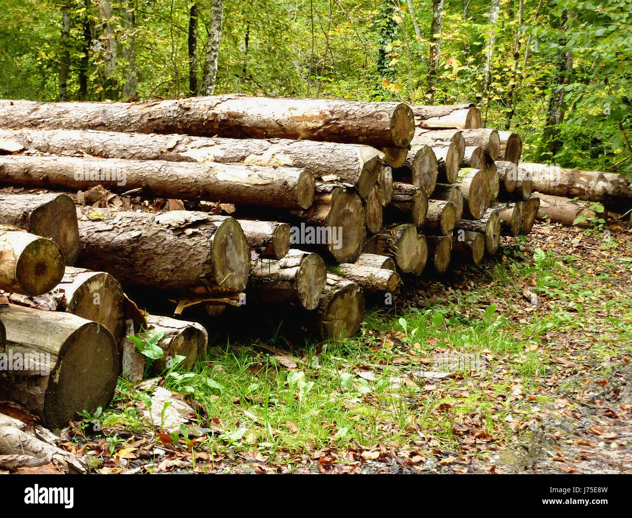 tree industry cut manufacture logs forest construction leaf environment ...