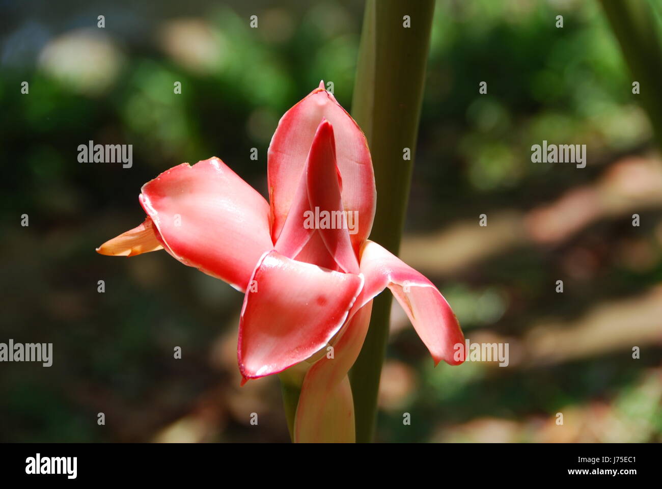 Porcelain rose hi-res stock photography and images - Alamy