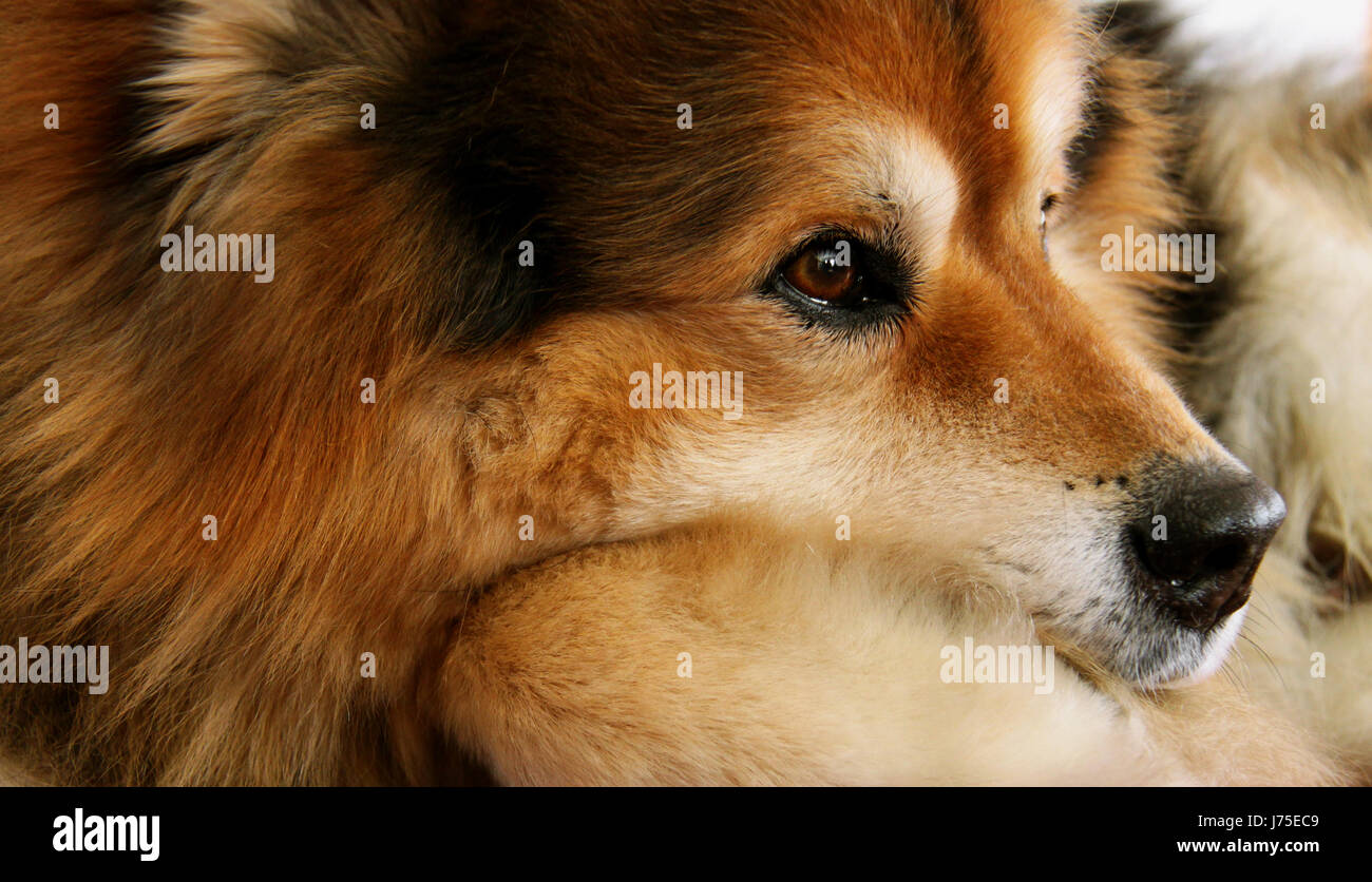 wait waiting animal portrait eyes paw patient wait waiting dreamy ...