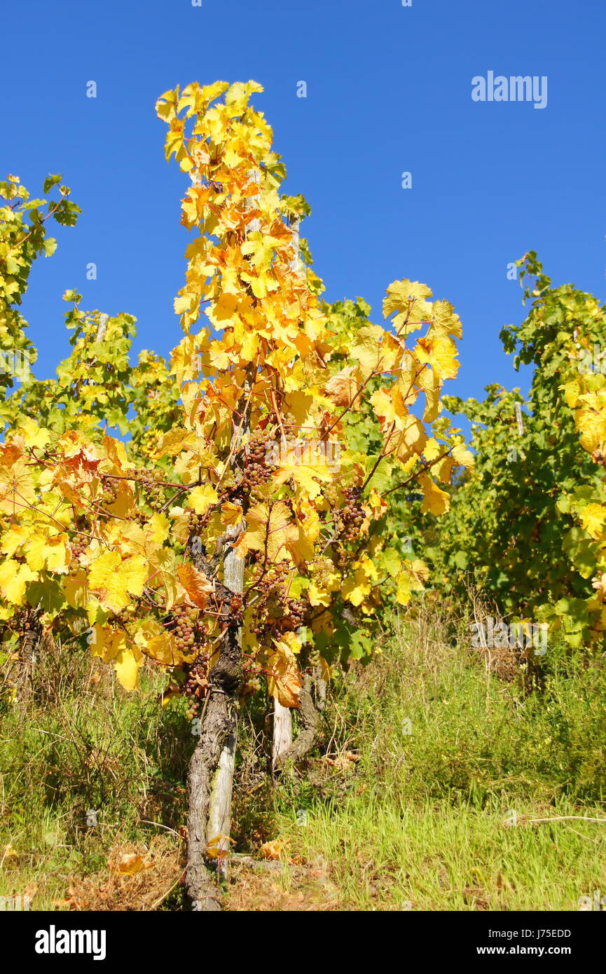 vineyard autumn foliage season vine grape vine grape-vine yellow fall ...