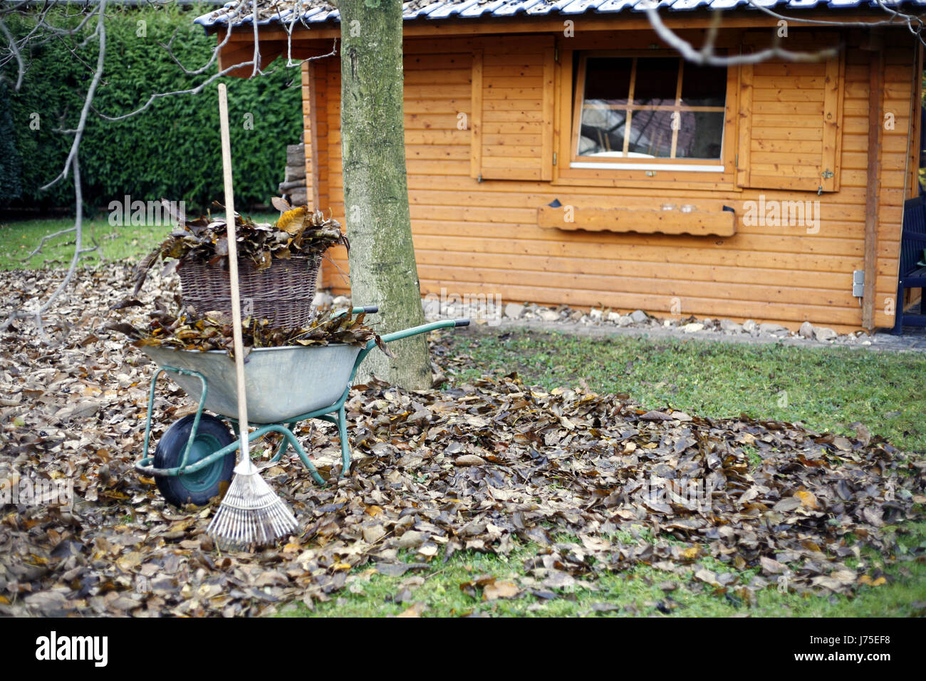 tree trunk framehouse basket wheelbarrow rake wicker basket walnut tree ...