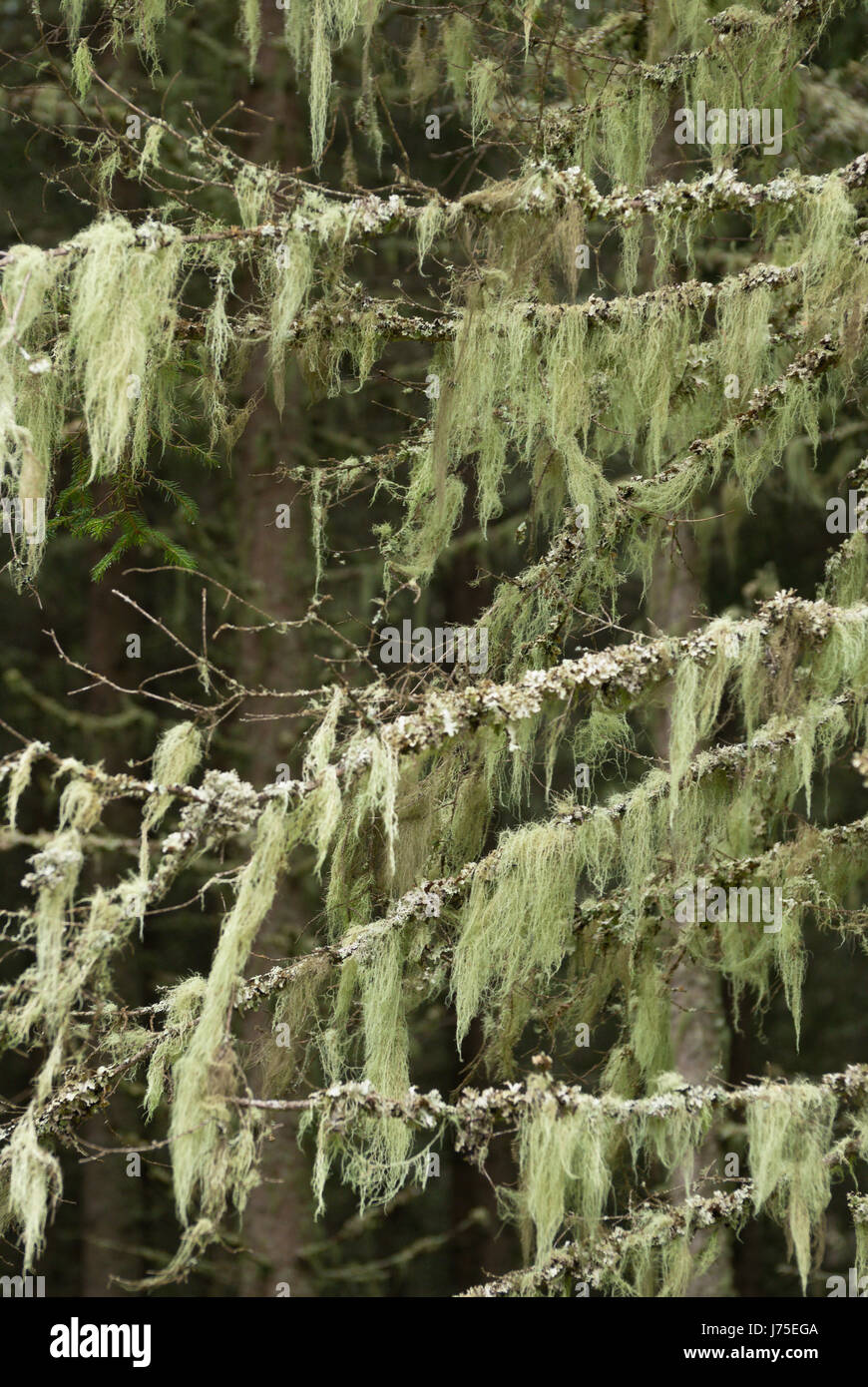 Fungus of coniferous woodland hi-res stock photography and images - Alamy