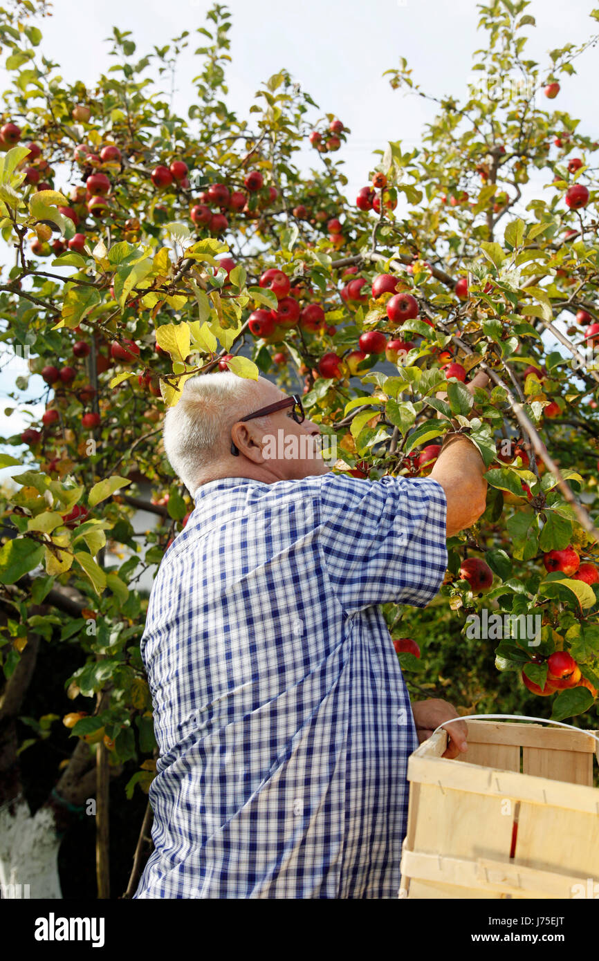 pensioner old age pensioner retiree retired person senior senior ...