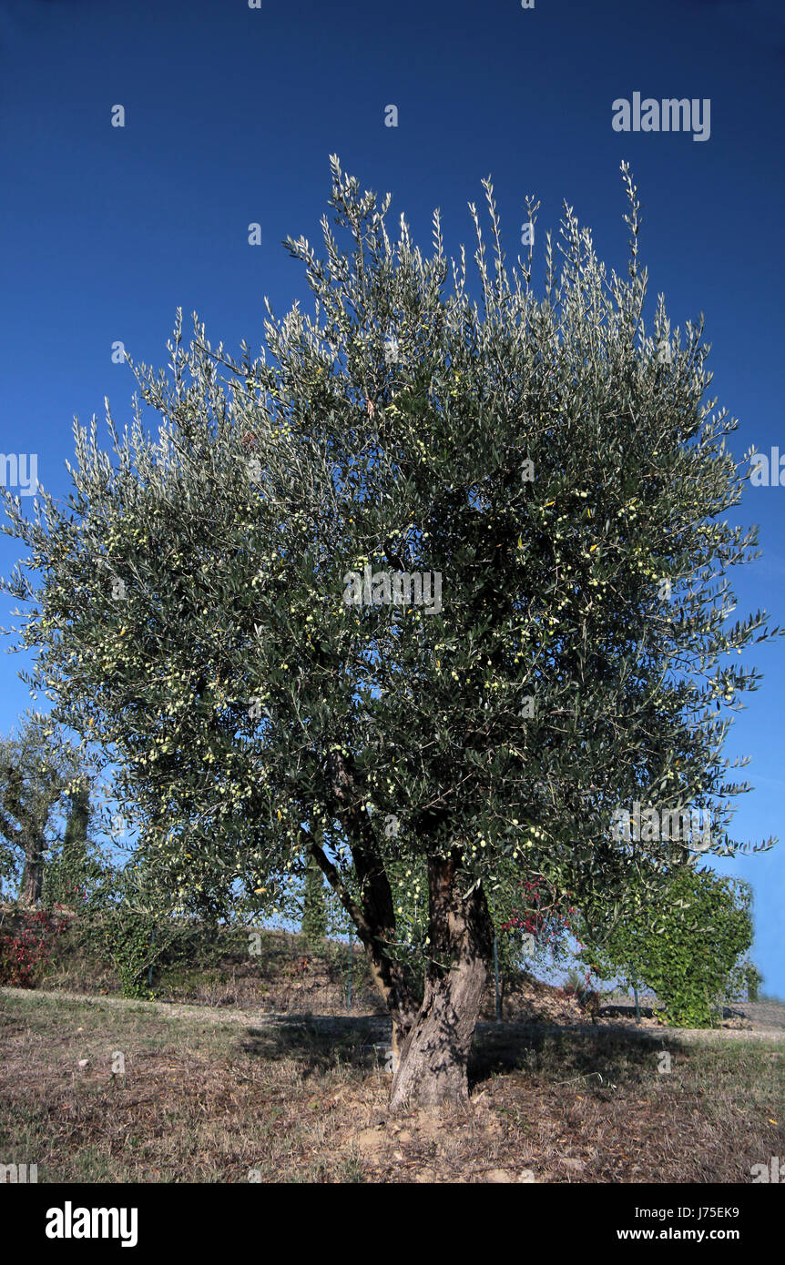olive tree in tuscany Stock Photo - Alamy