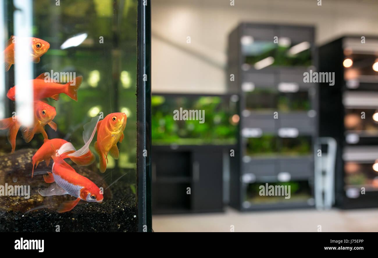 Aquarium pet shop hi-res stock photography and images - Alamy