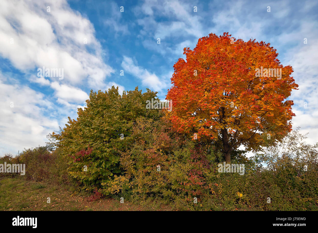 tree hedge maple autumn colouring tree hedge autumn colours maple ...
