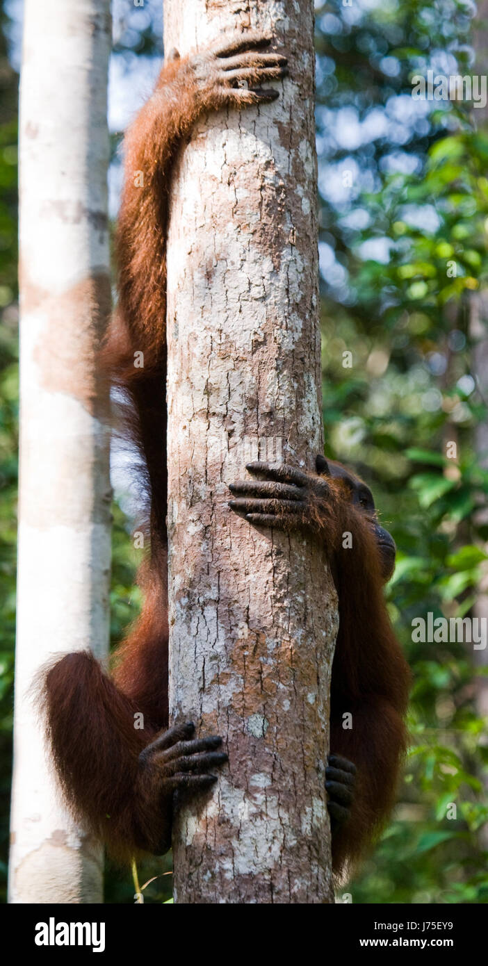 Big male orangutan on a tree in the wild. Indonesia. The island of ...