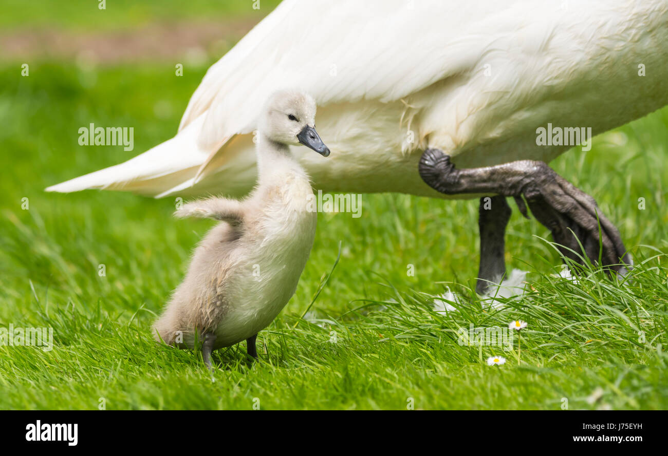 Cygnet. Single Cygnet standing up being protected by an adult swan ...