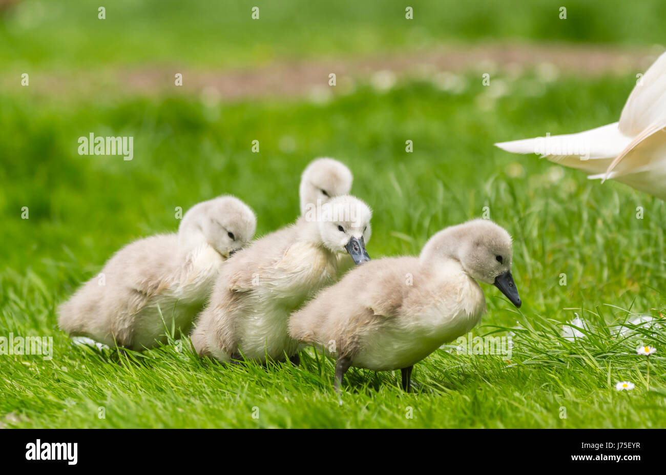Cygnets following parents hi-res stock photography and images - Alamy