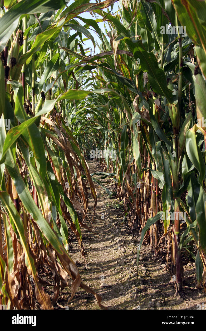 plant useful plant corn plant green useful plant field progenies fruits ...