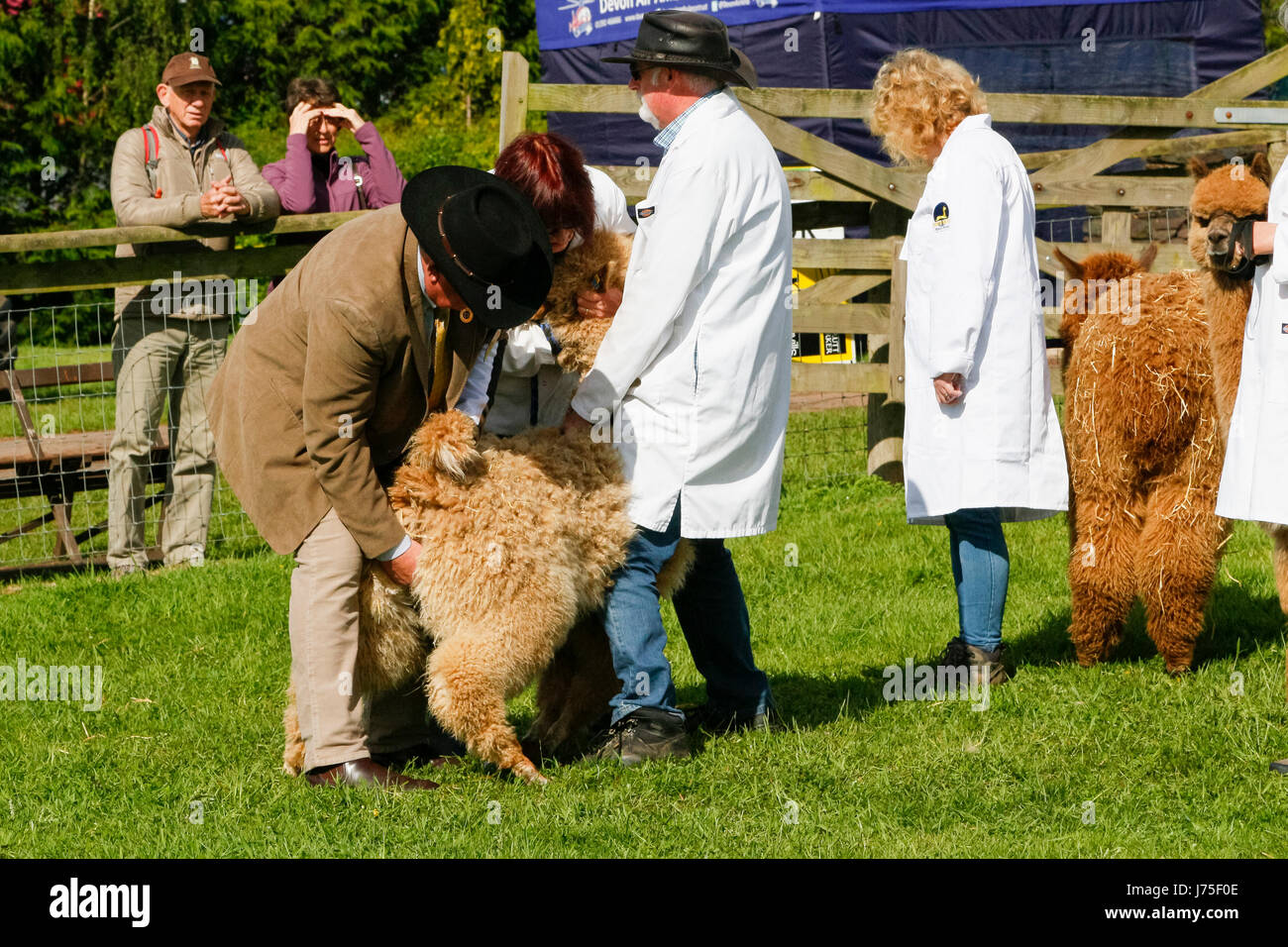Judging Alpacas at Devon County Show, Exeter, Uk Stock Photo - Alamy