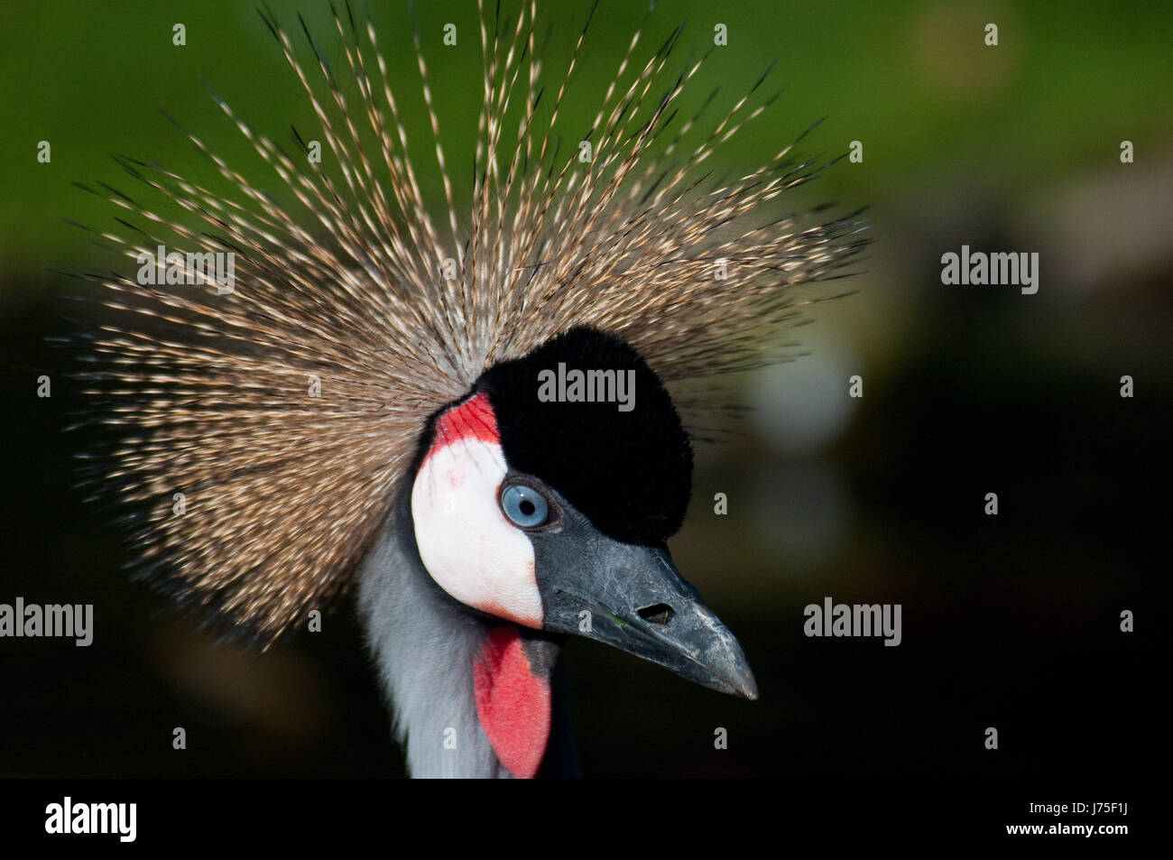 animal bird birds crane nature head animal bird animals birds cranes ...