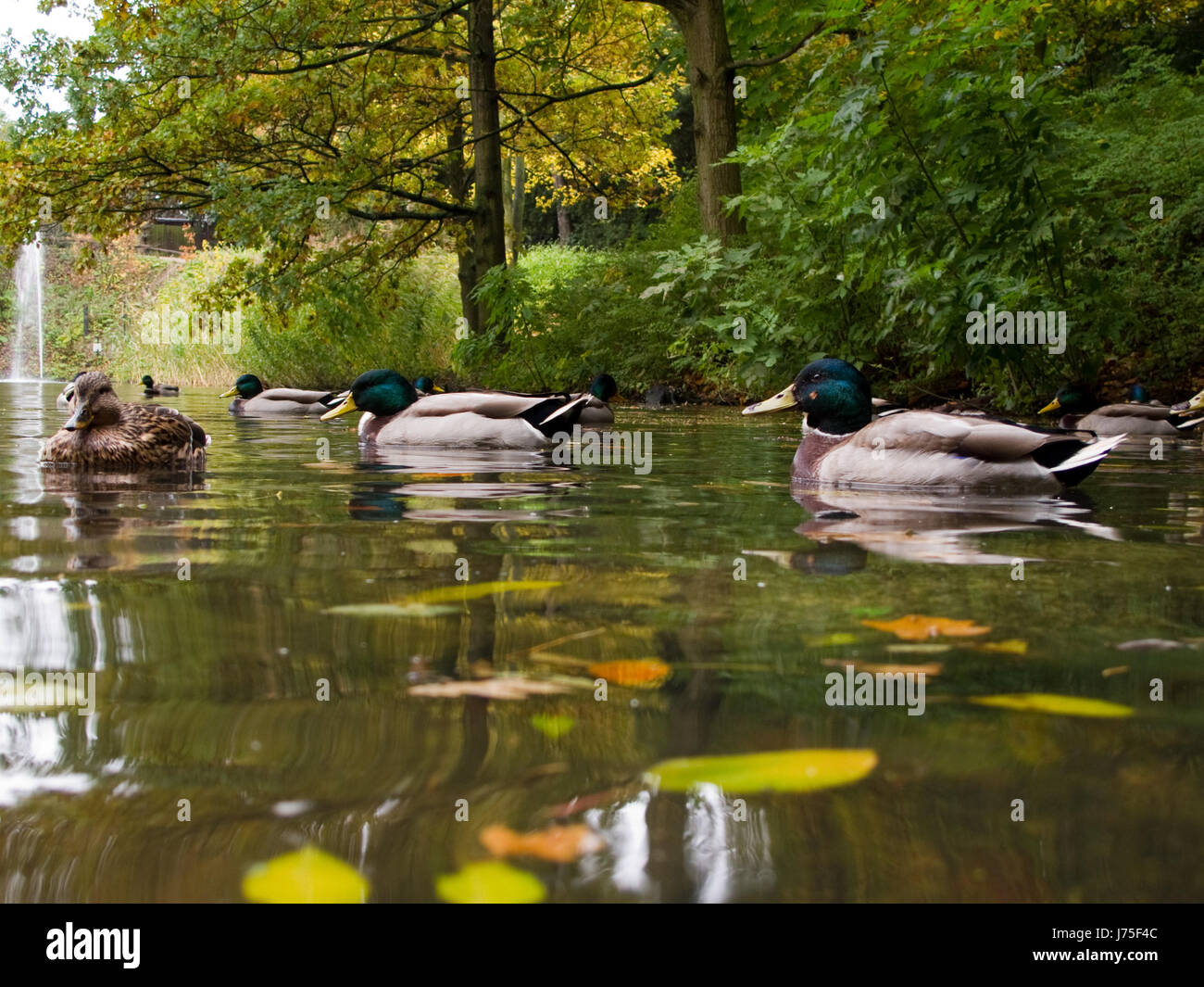 male masculine birds europe duck mallard nature leaf park wild evening ...