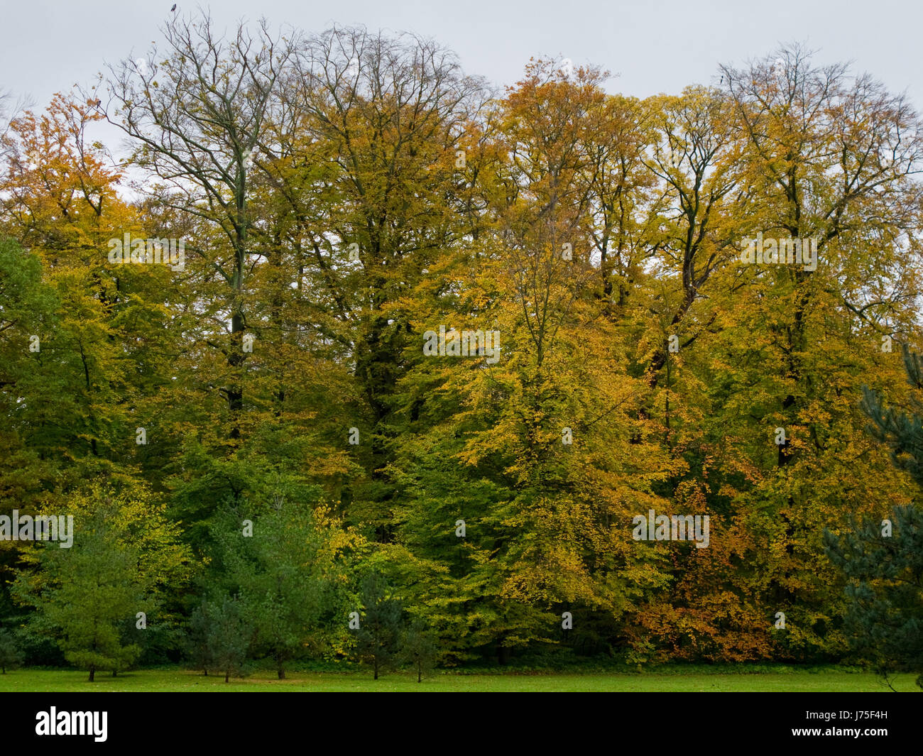 brown brownish brunette colors colours gold forest nature fall autumn ...