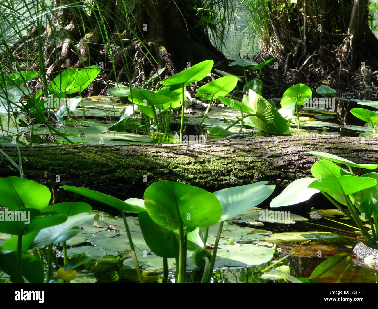 tree plant trunk root seaweed fresh water lake inland water water ...