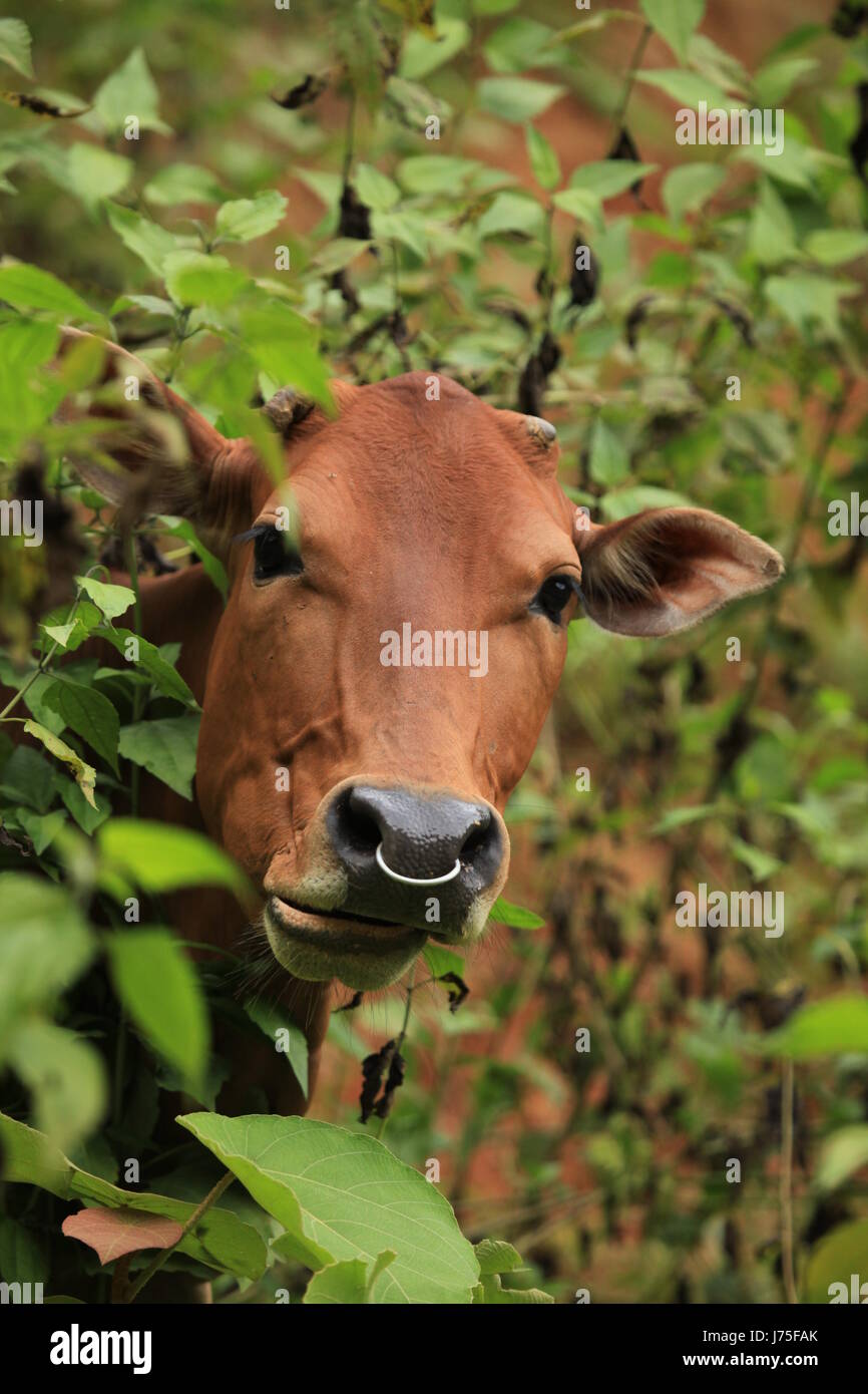 Fliegenplage hi-res stock photography and images - Alamy