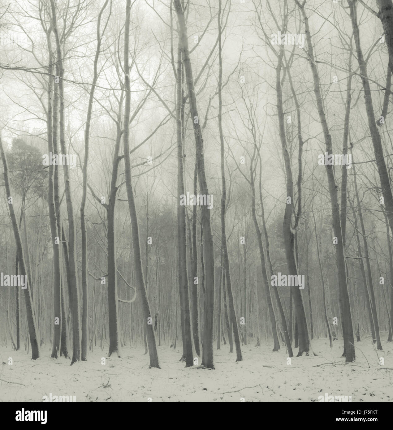 tree trees winter winter landscape snow forest shine shines bright ...
