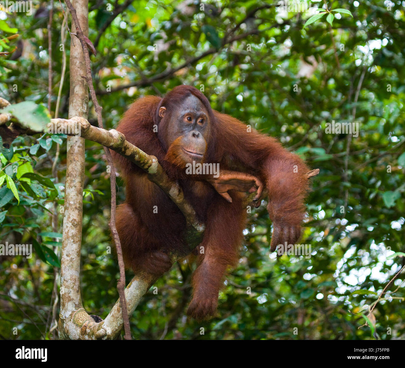 Big male orangutan on a tree in the wild. Indonesia. The island of ...