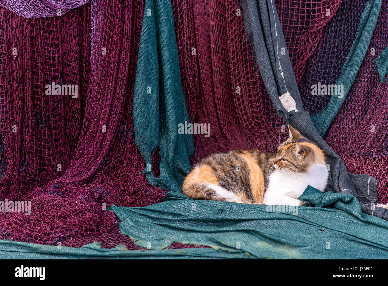 Cat sleeping on fishing nets hi-res stock photography and images - Alamy