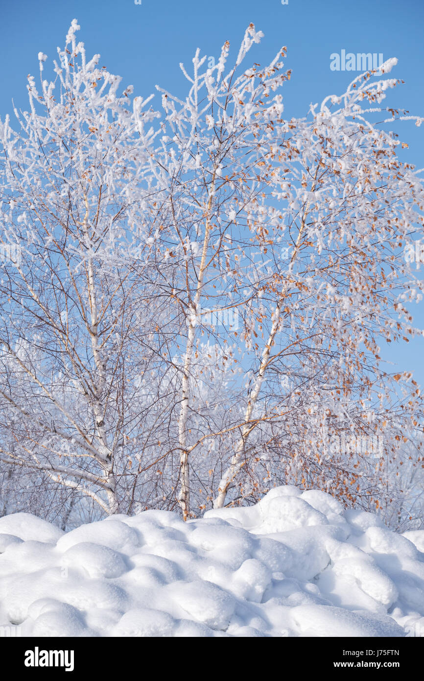 Siberia birch trees hi-res stock photography and images - Alamy