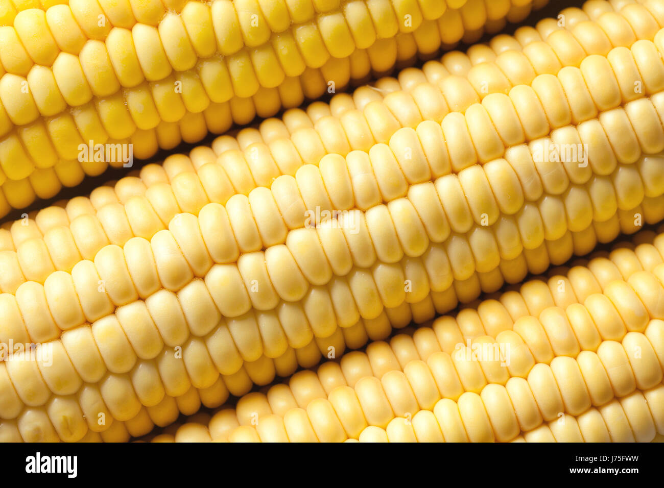 food aliment vegetable raw corn husk cob yellow healthy food aliment ...