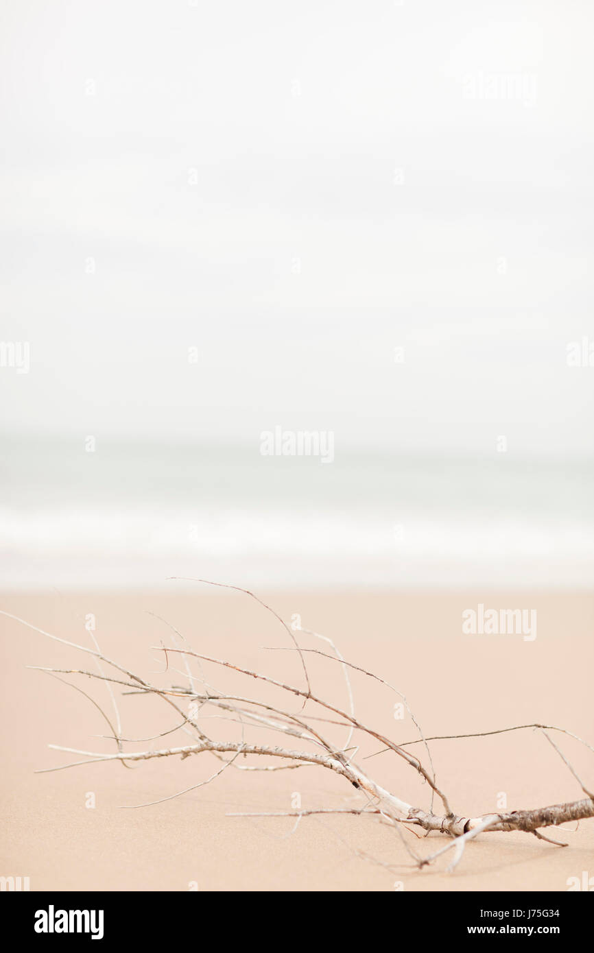 branch on the beach Stock Photo - Alamy