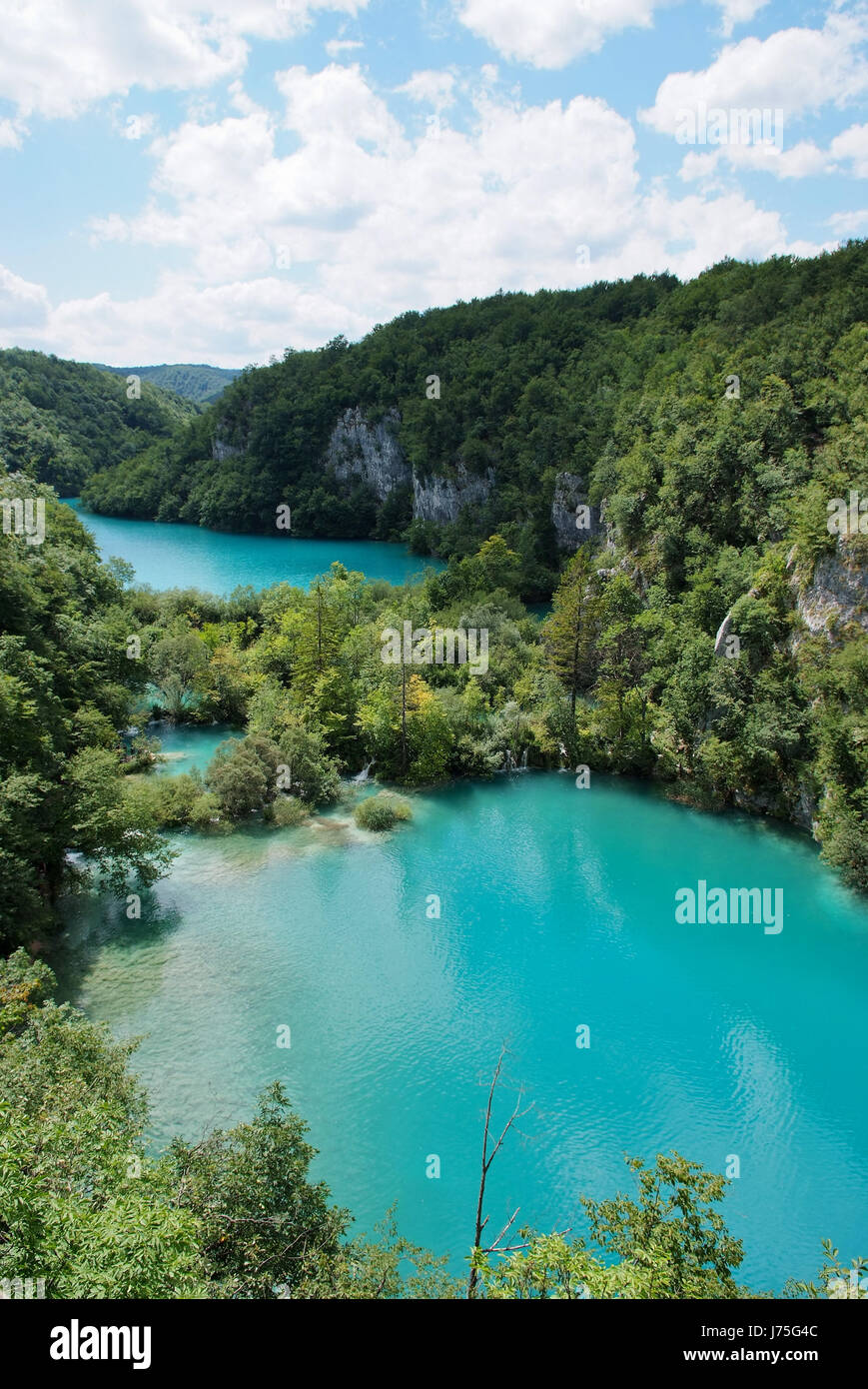 green turquoise salt water sea ocean water forest relaxation tree trees ...