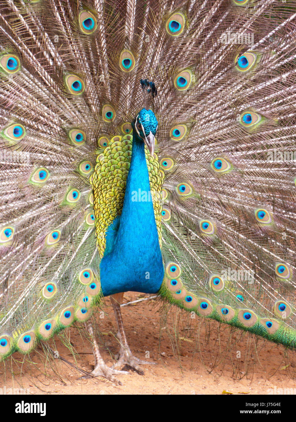 bird coloured colourful gorgeous multifarious richly coloured birds ...
