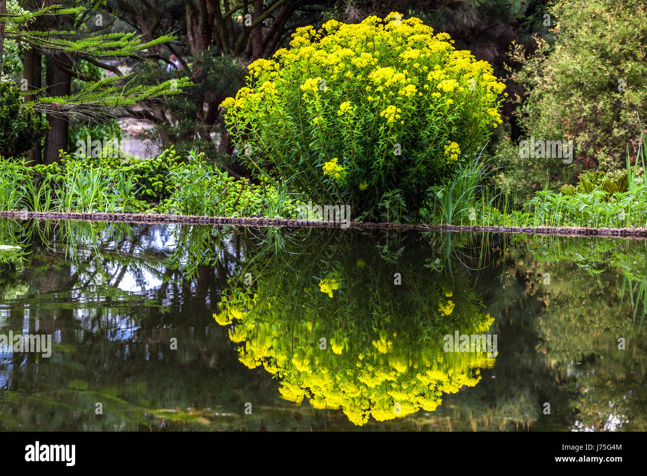 Euphorbia palustris Marsh spurge spring Flowering at garden pond Stock ...