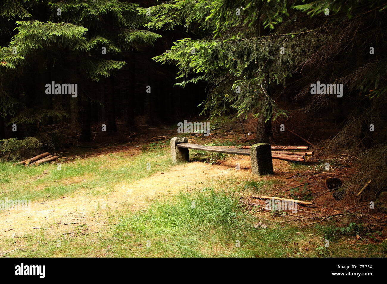 idyllic glade inviting hartz seat bench forest nature snug summer ...