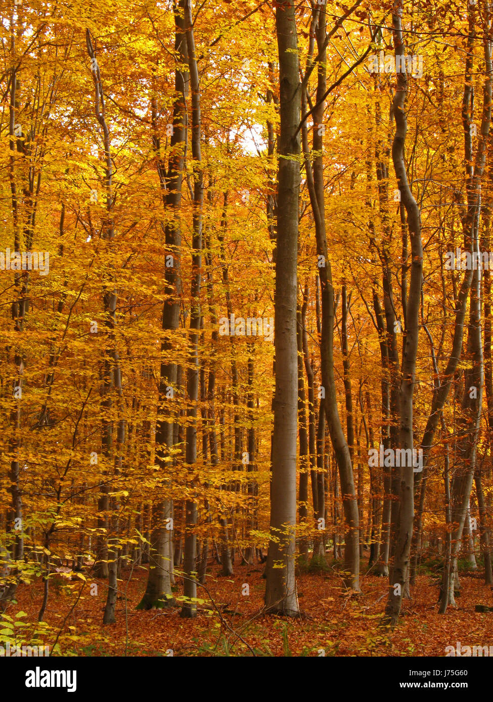 tree trees deciduous tree deciduous trees autumn colours forest fall ...