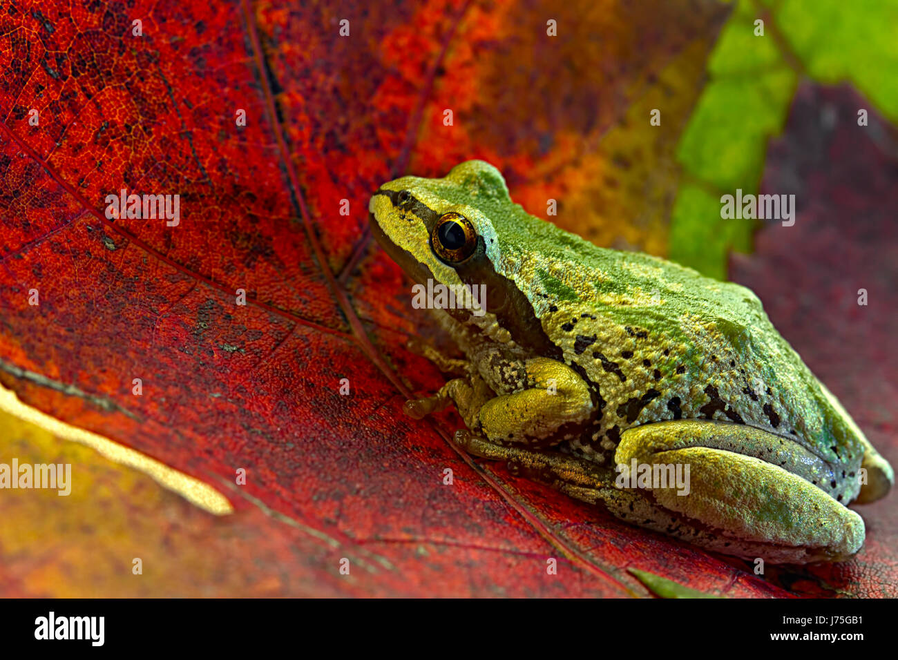 tree amphibian frog pacific salt water sea ocean water chorus backdrop ...