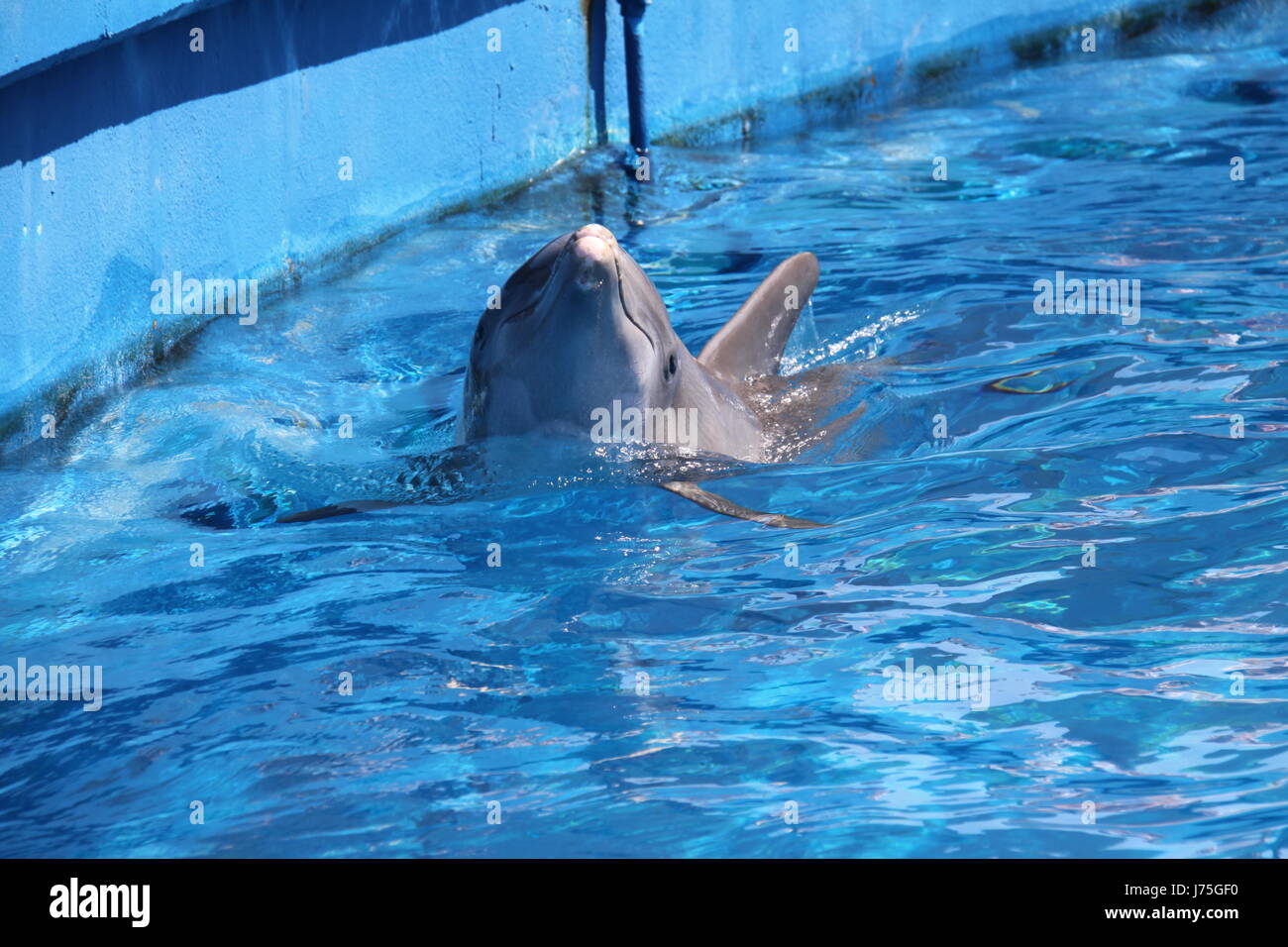 dolphin in close Stock Photo - Alamy