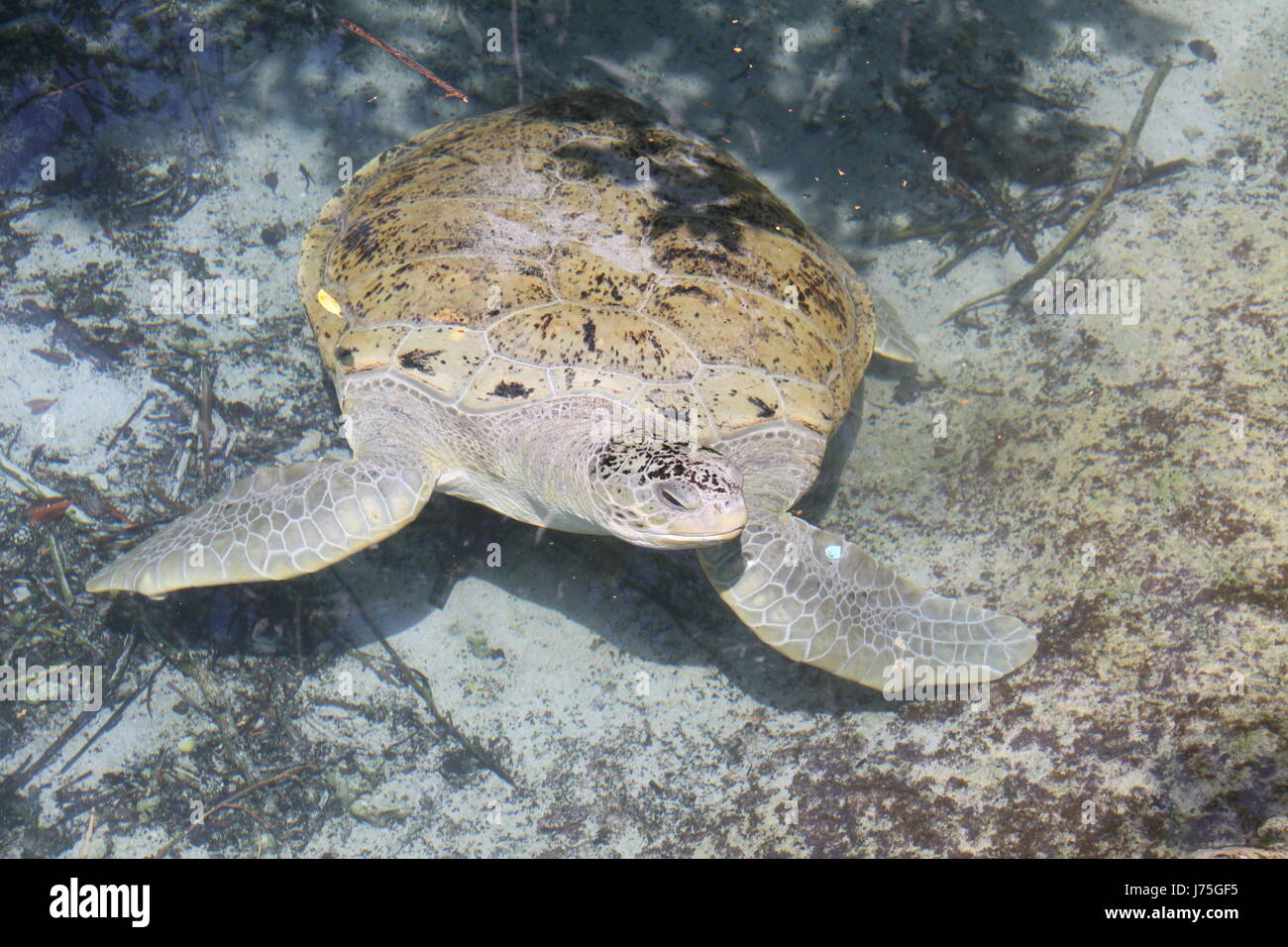 sea turtle in closeup Stock Photo - Alamy