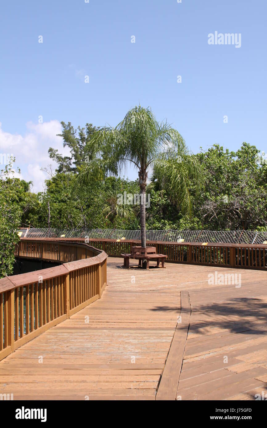 plant wood palm tree railing pavement path way boardwalk tree trees ...