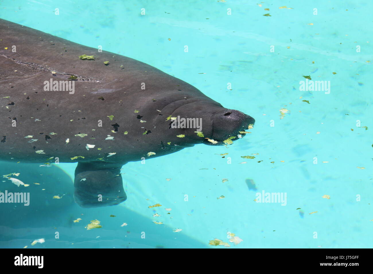 manatee in closeup Stock Photo - Alamy
