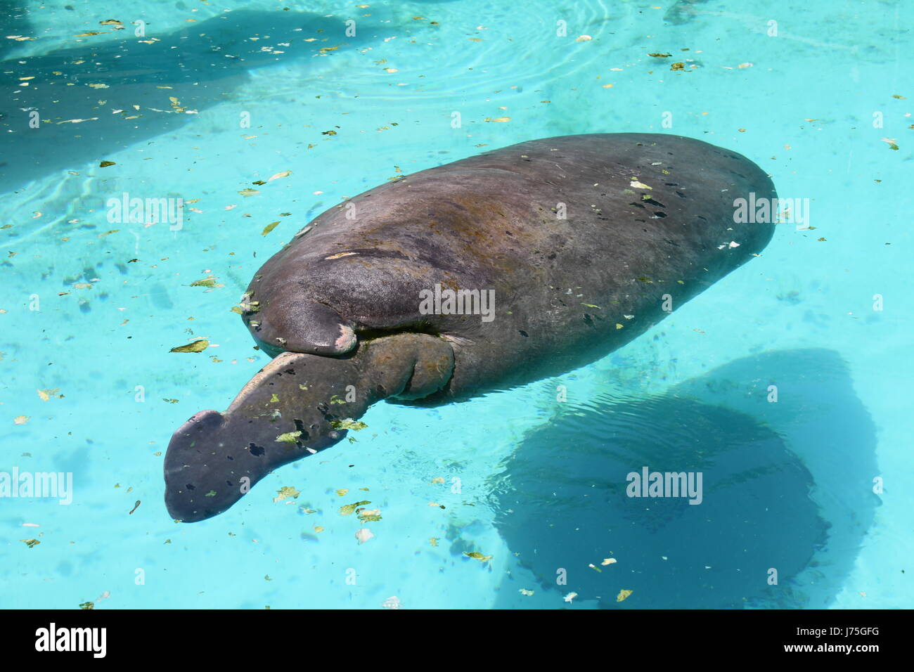 Florida manatee mouth hi-res stock photography and images - Alamy