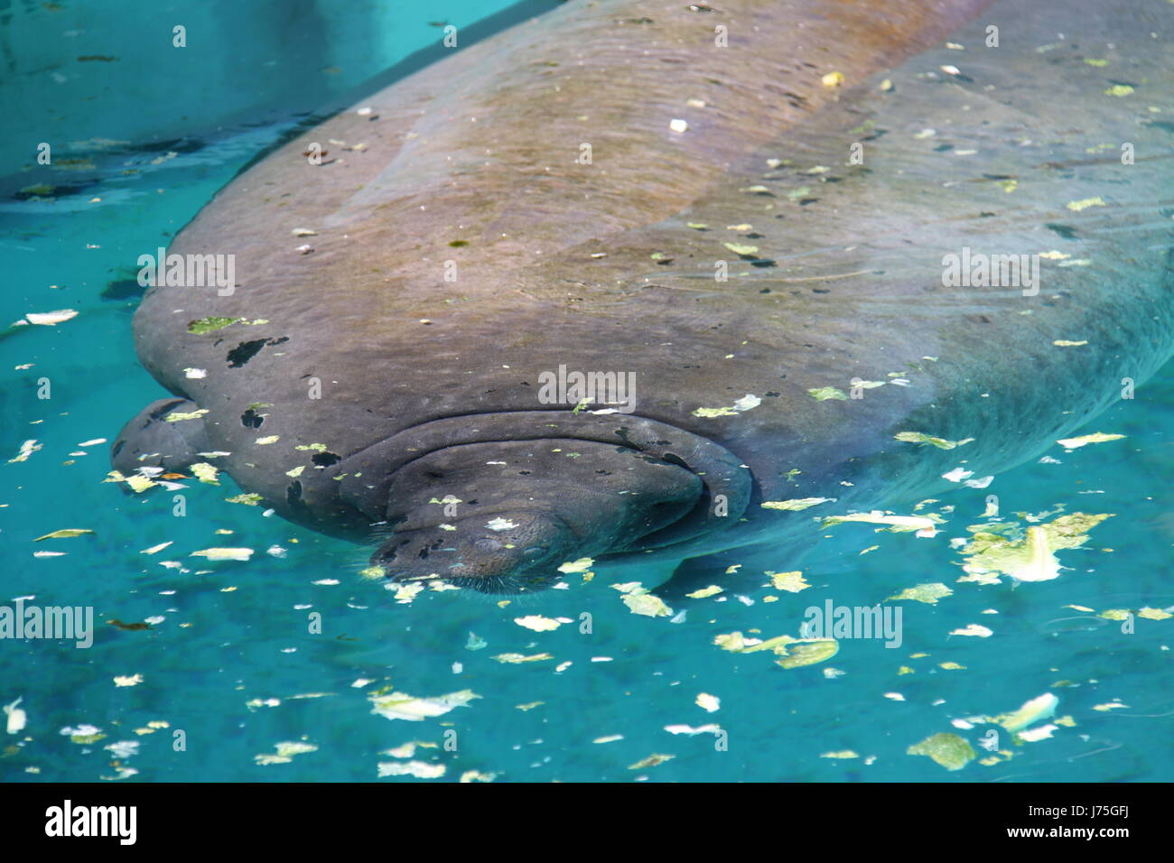 manatee in closeup Stock Photo - Alamy