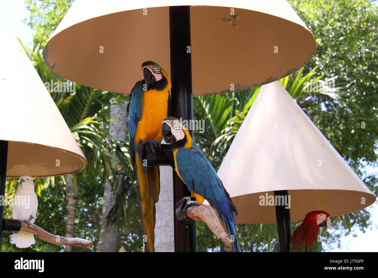 branch parrots put sitting sit parrot two macro close-up macro ...