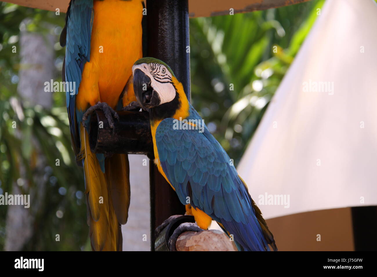 branch parrots put sitting sit parrot two macro close-up macro ...
