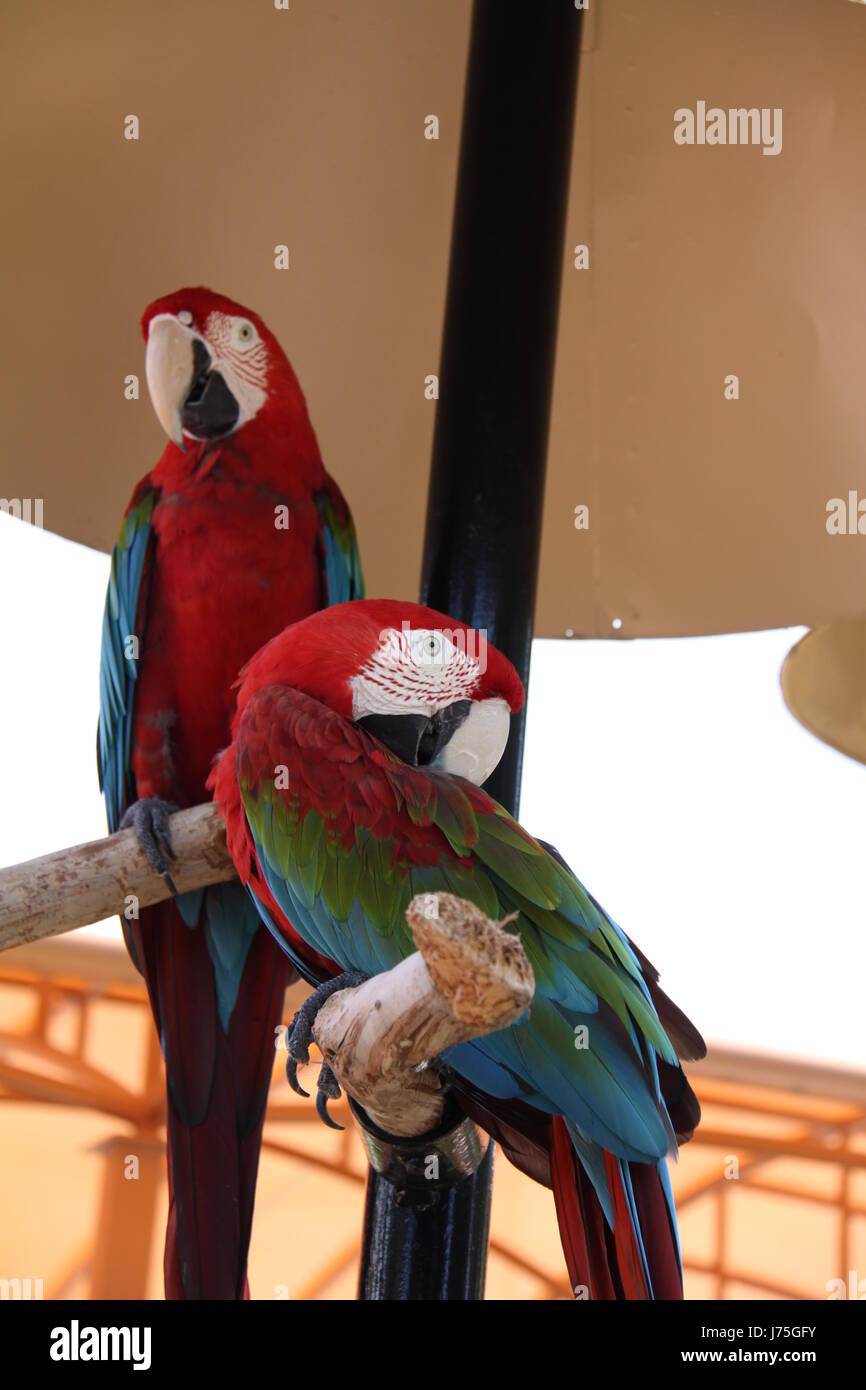 branch parrots put sitting sit parrot two macro close-up macro ...