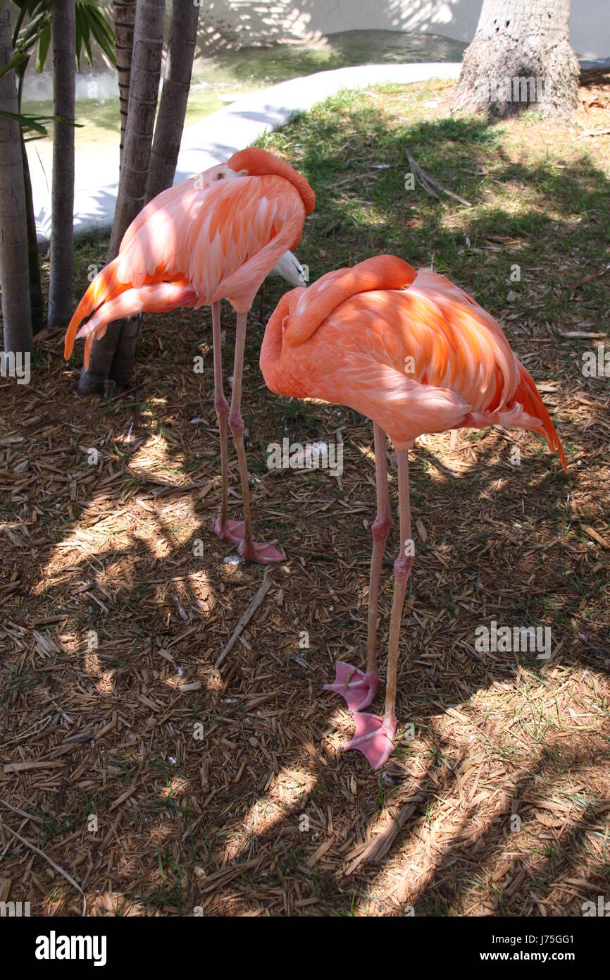 animal bird animals birds animal world flamingos nature flamingo legs ...