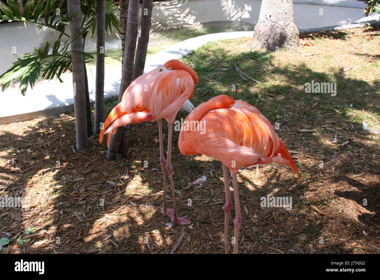 animal bird animals birds animal world flamingos nature flamingo legs ...