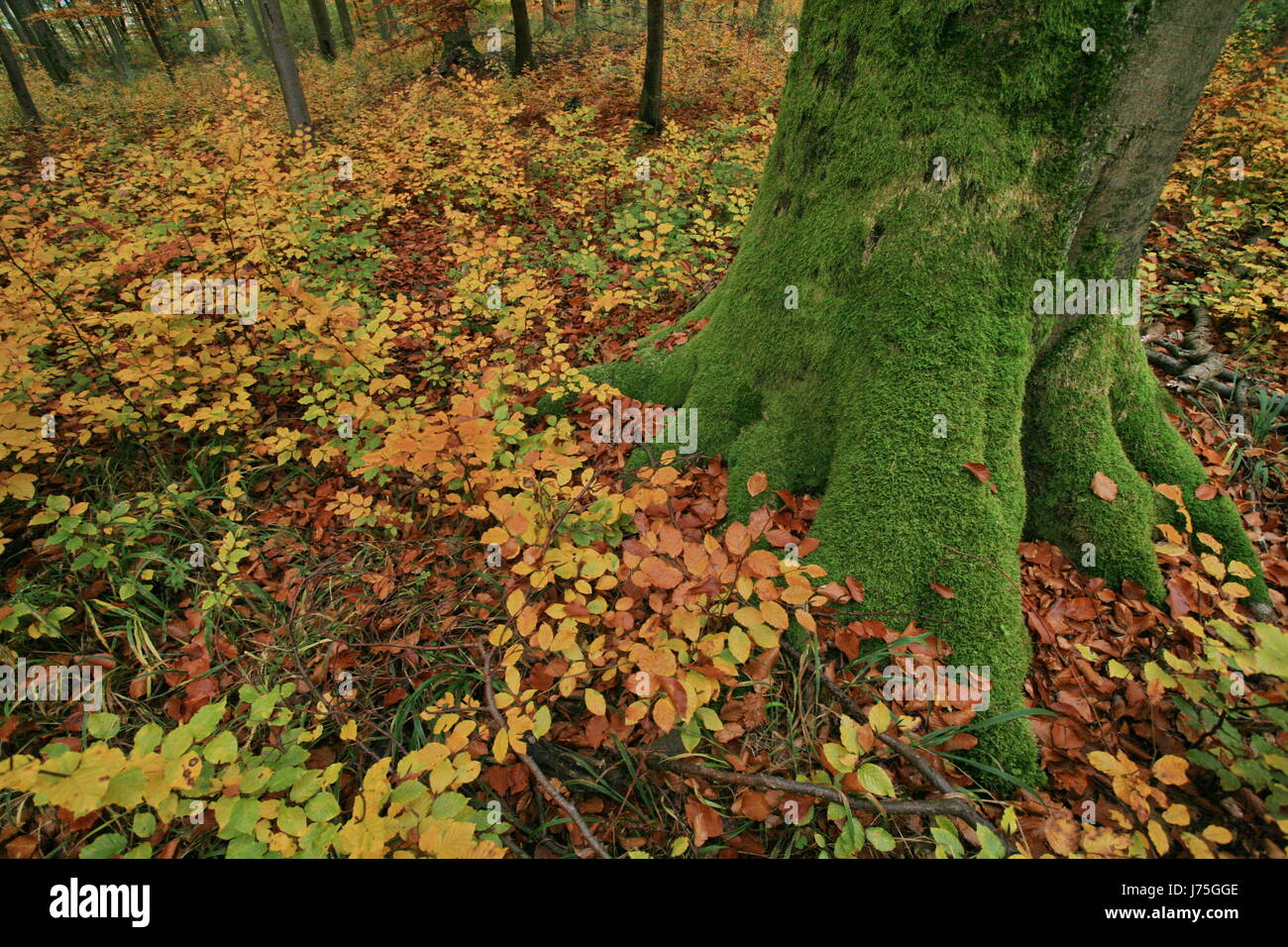 tree coloured colourful gorgeous multifarious richly coloured tinted ...