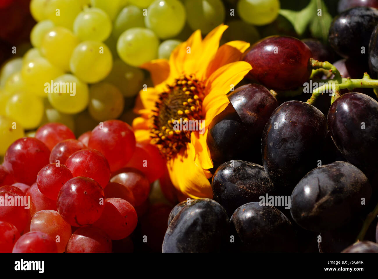 Seedless sunflower hi-res stock photography and images - Alamy