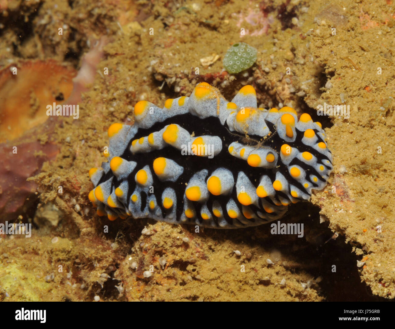 underwater slug snail atoll water snail mollusc asia underwater slug ...